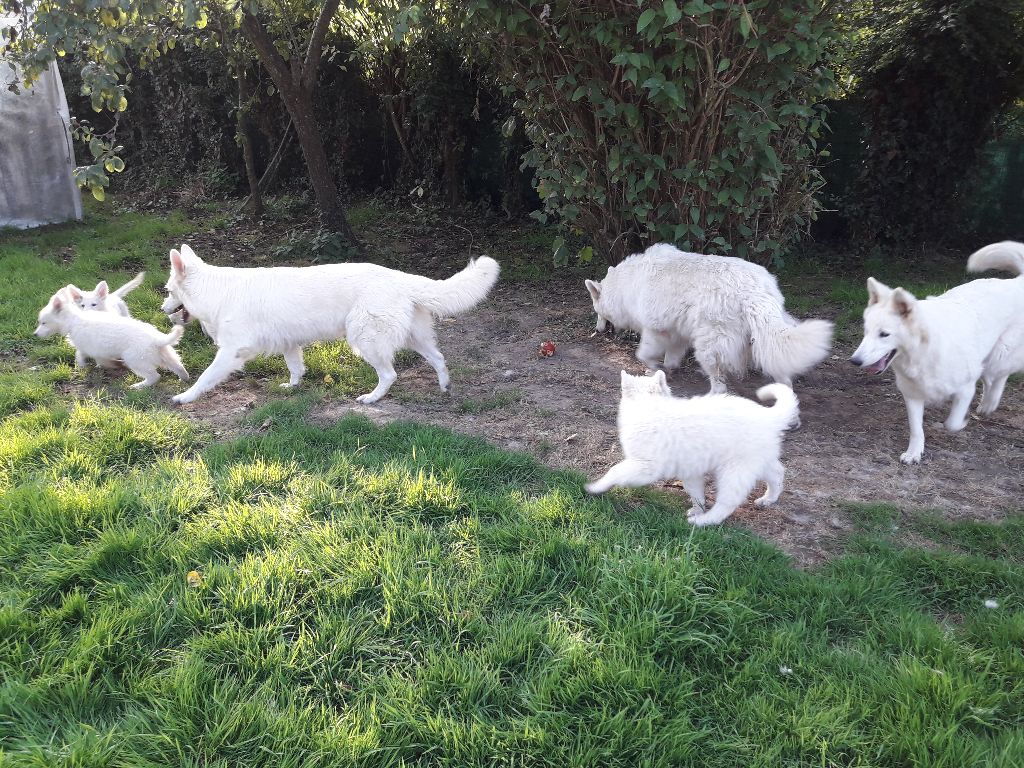 Accueil - Elevage Des Blancs Du Pays Gallo - eleveur de chiens Berger ...